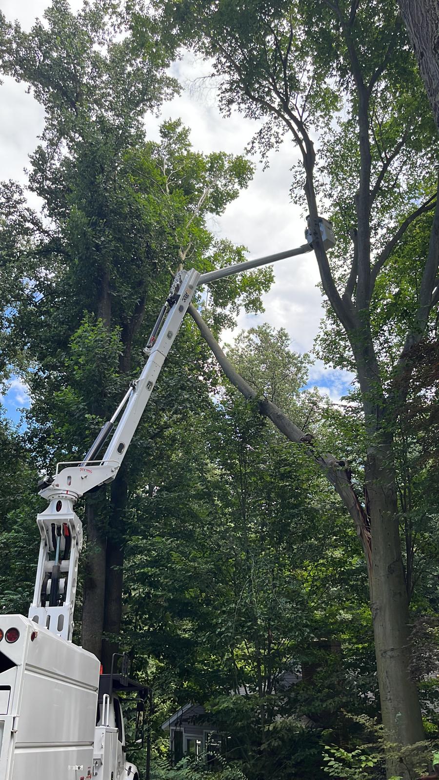 8 Tips to Help you Safely Trim and Cut Down Trees