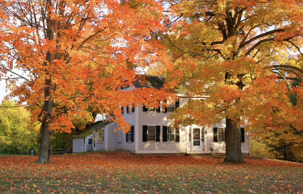 American Trees for Problem Areas - Executive Tree Care
